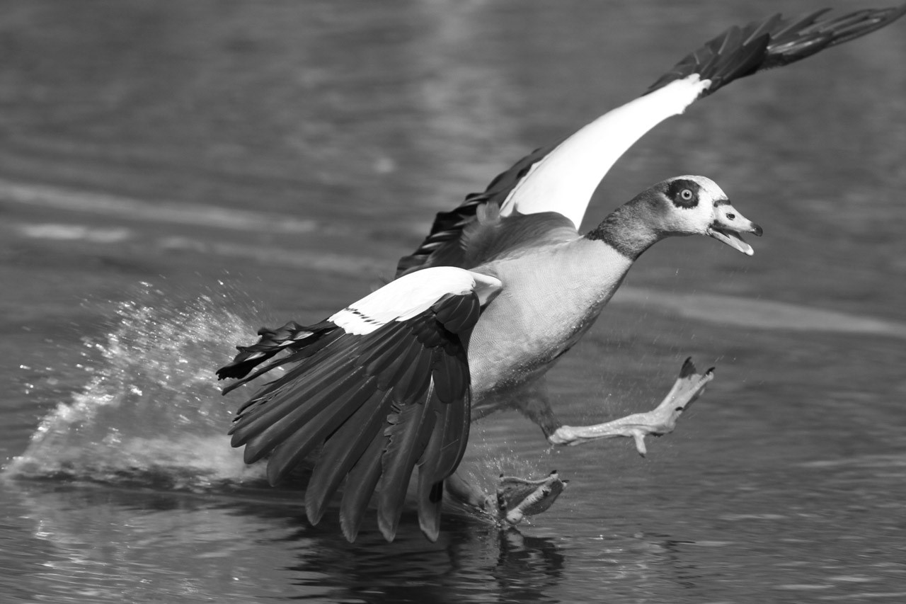 Egyptian Goose – Paul Brown Photography