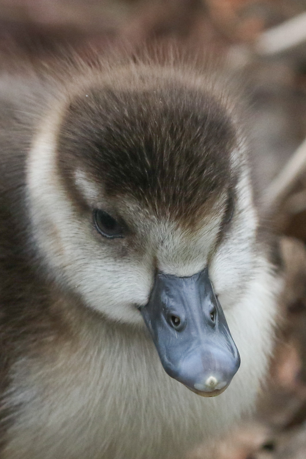 Egyptian Goose – Paul Brown Photography