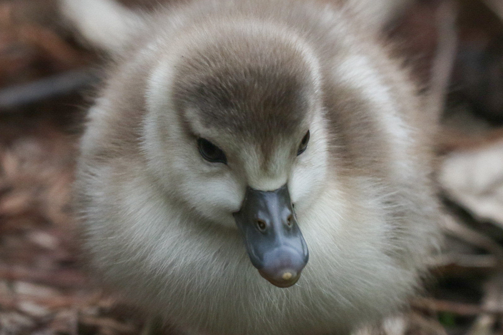 Egyptian Goose – Paul Brown Photography