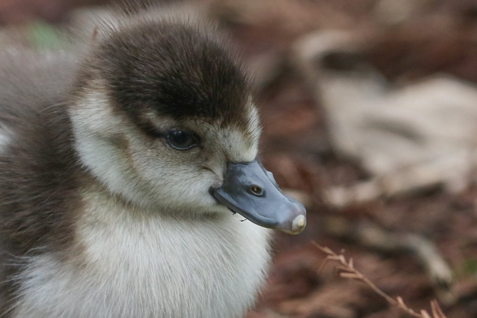 Egyptian Goose – Paul Brown Photography