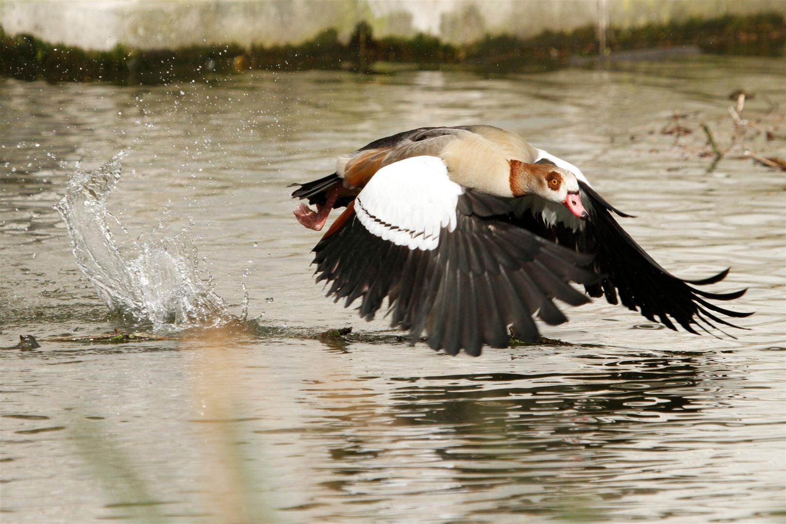 Egyptian Goose – Paul Brown Photography