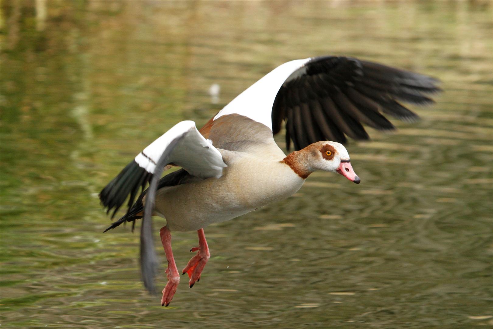 Egyptian Goose – Paul Brown Photography