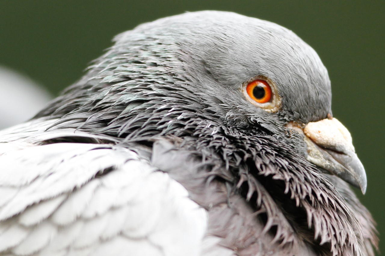 The Pigeon – Paul Brown Photography