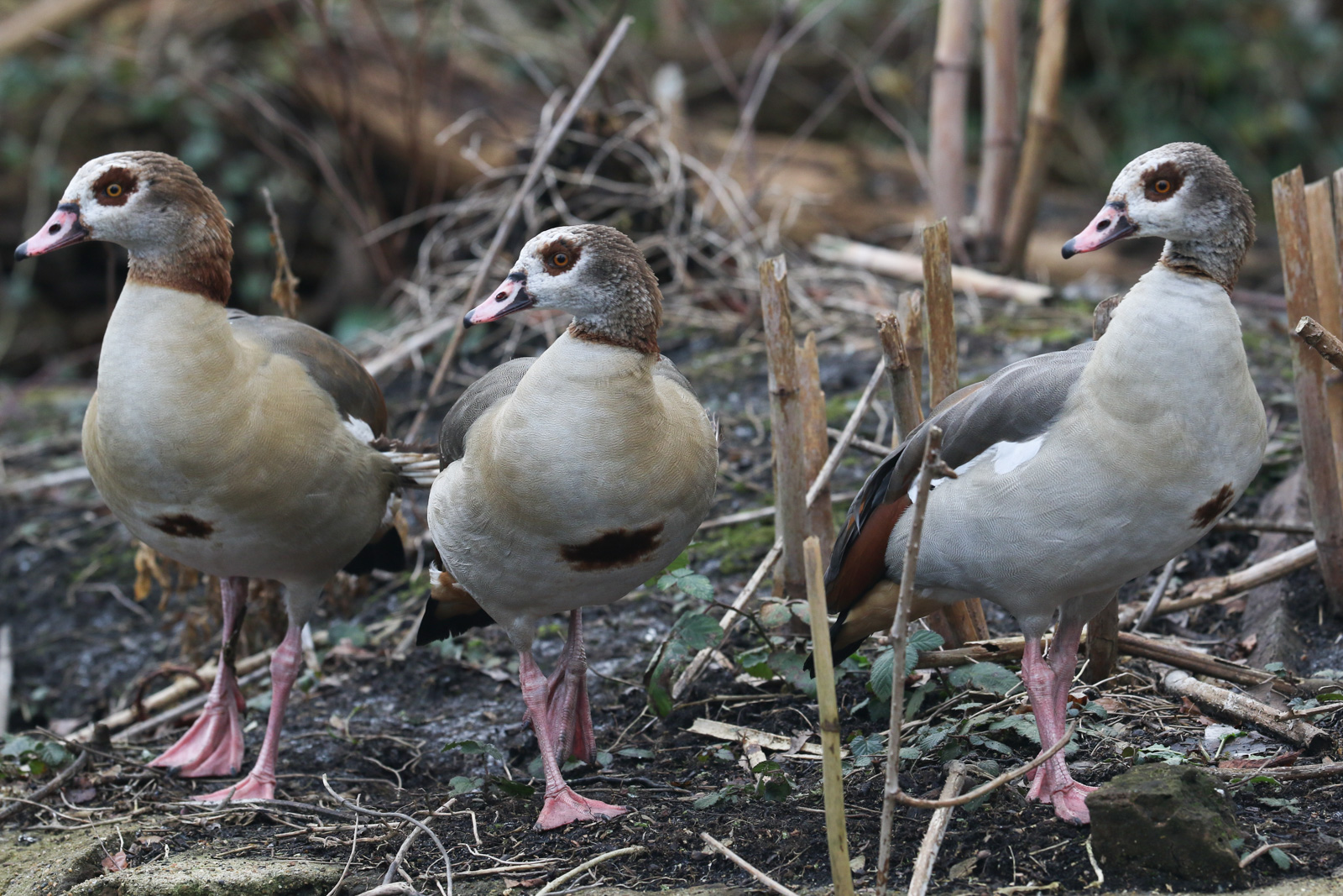 Egyptian Goose – Paul Brown Photography