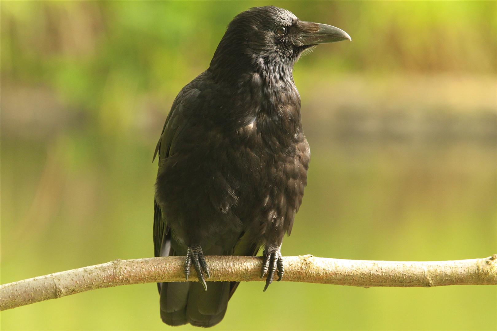 Crows – Paul Brown Photography
