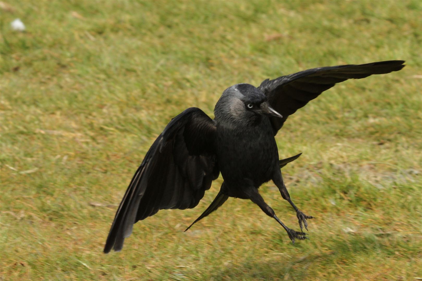 Jackdaw – Paul Brown Photography