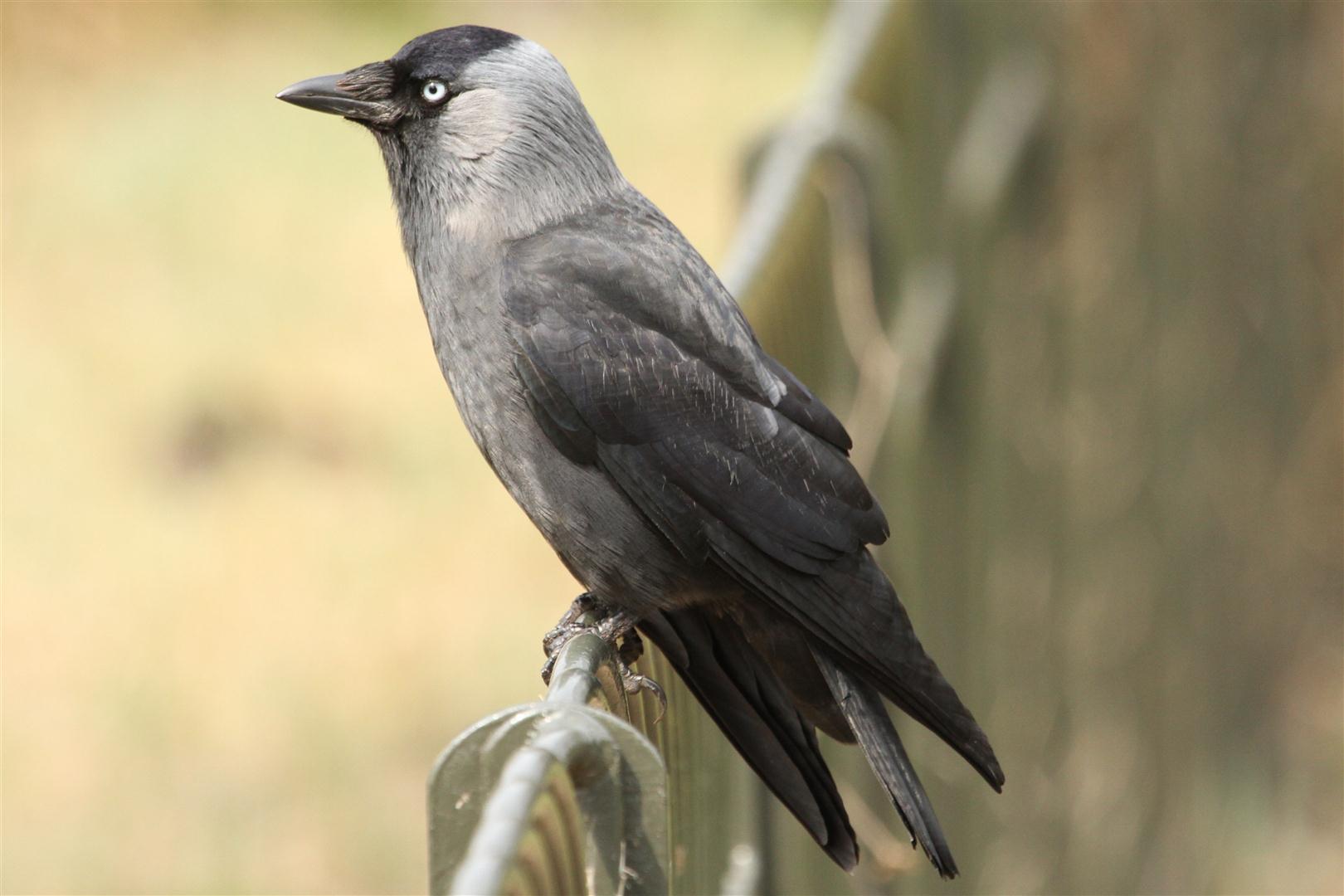 Jackdaw – Paul Brown Photography