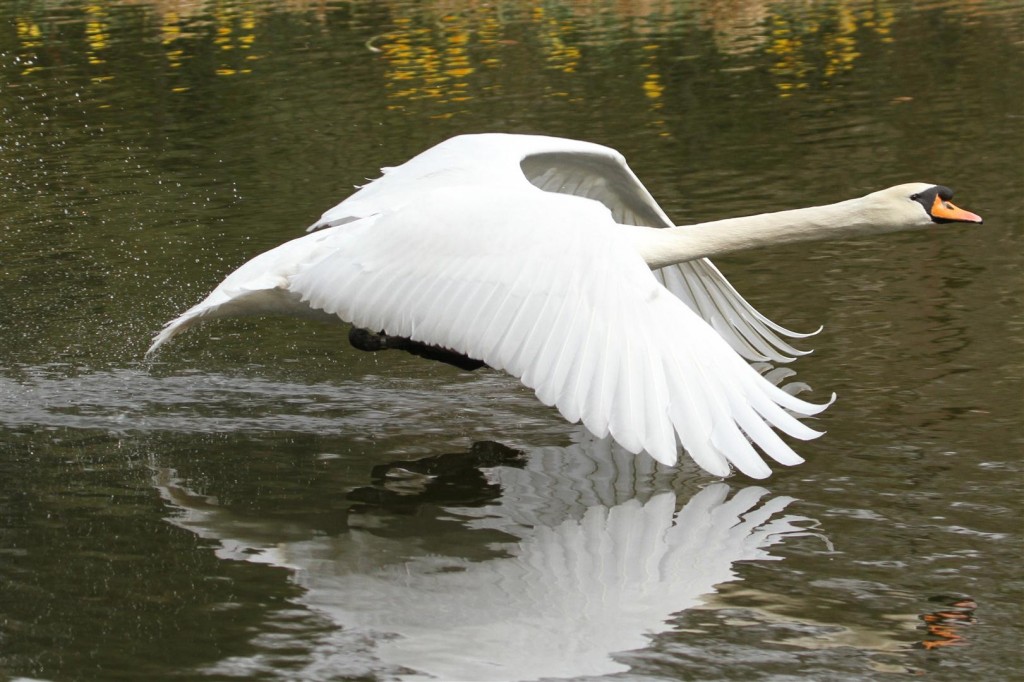 Swans – Paul Brown Photography
