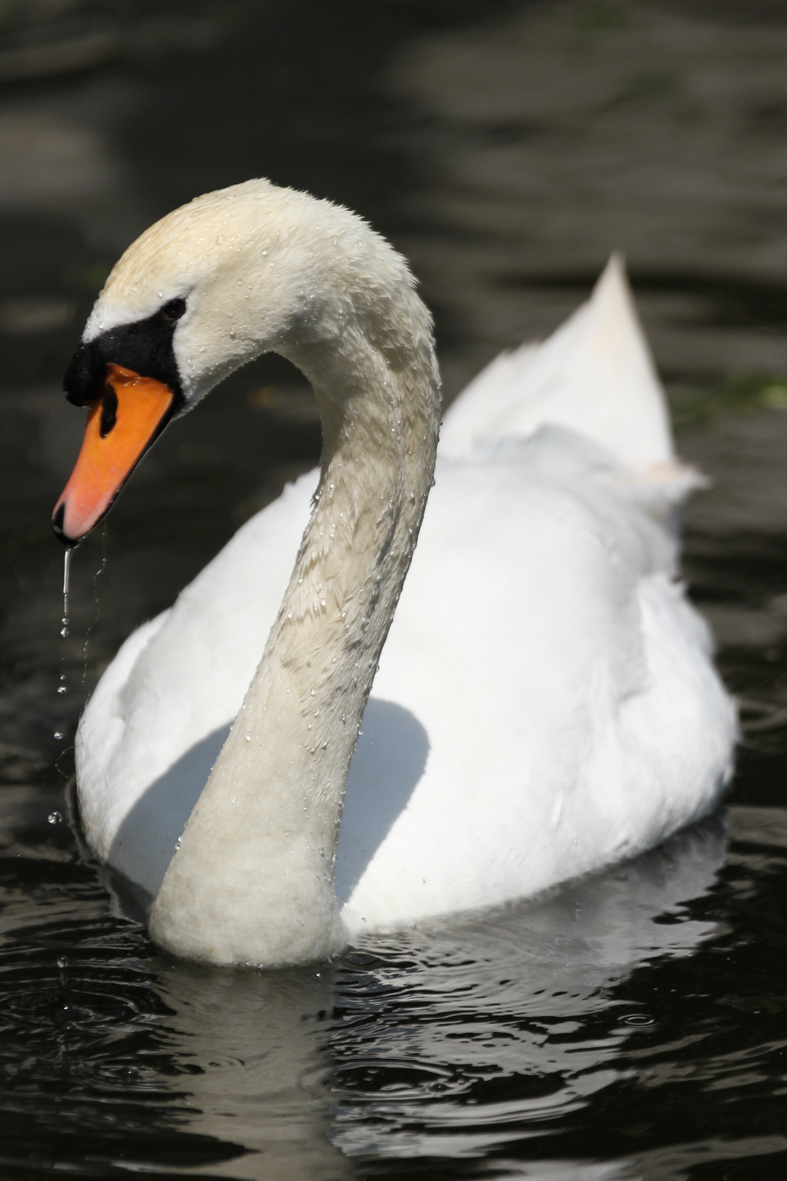 Swans – Paul Brown Photography