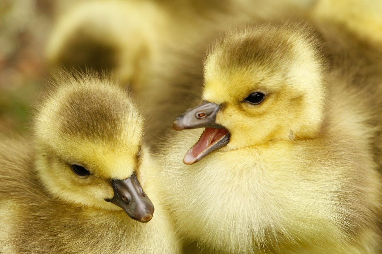 Canada Goose – Paul Brown Photography