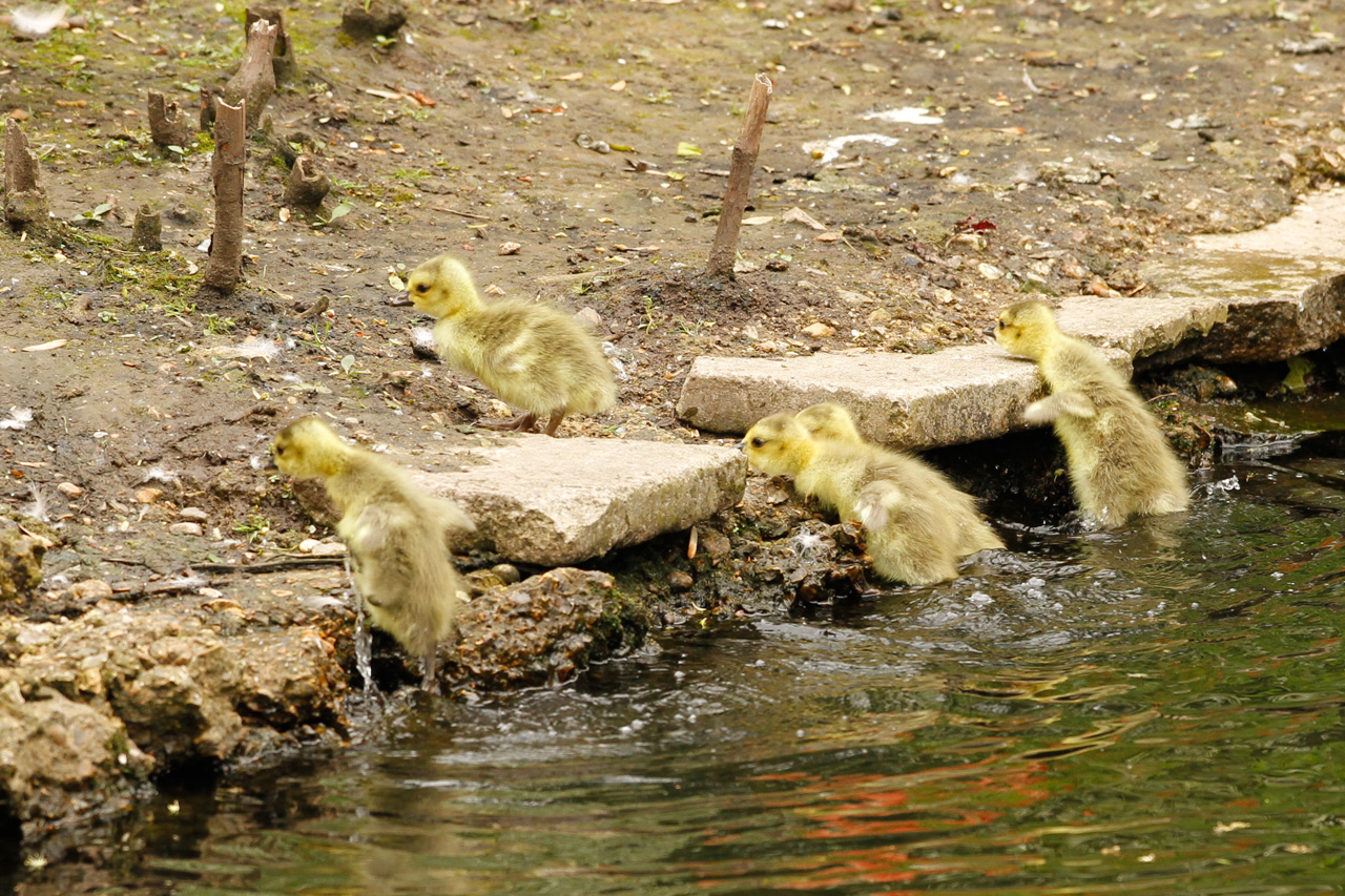 Canada Goose – Paul Brown Photography