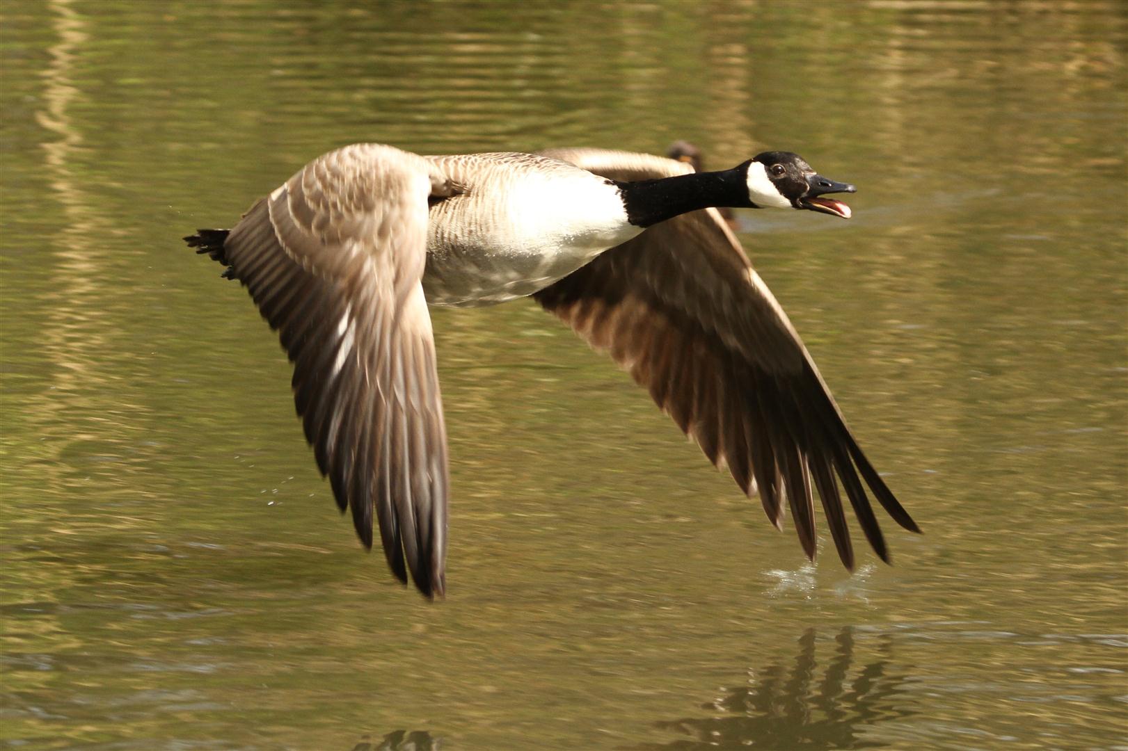 Canada Goose – Paul Brown Photography
