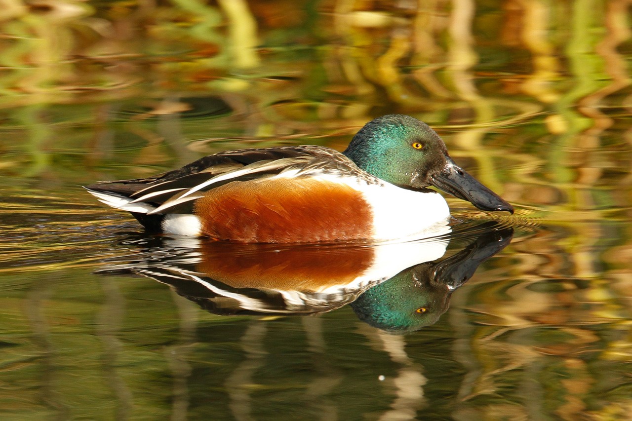 Shoveller Ducks – Paul Brown Photography