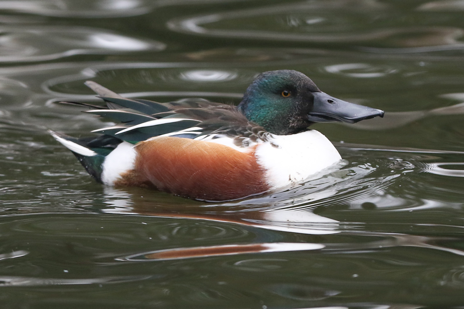 Shoveller Ducks – Paul Brown Photography