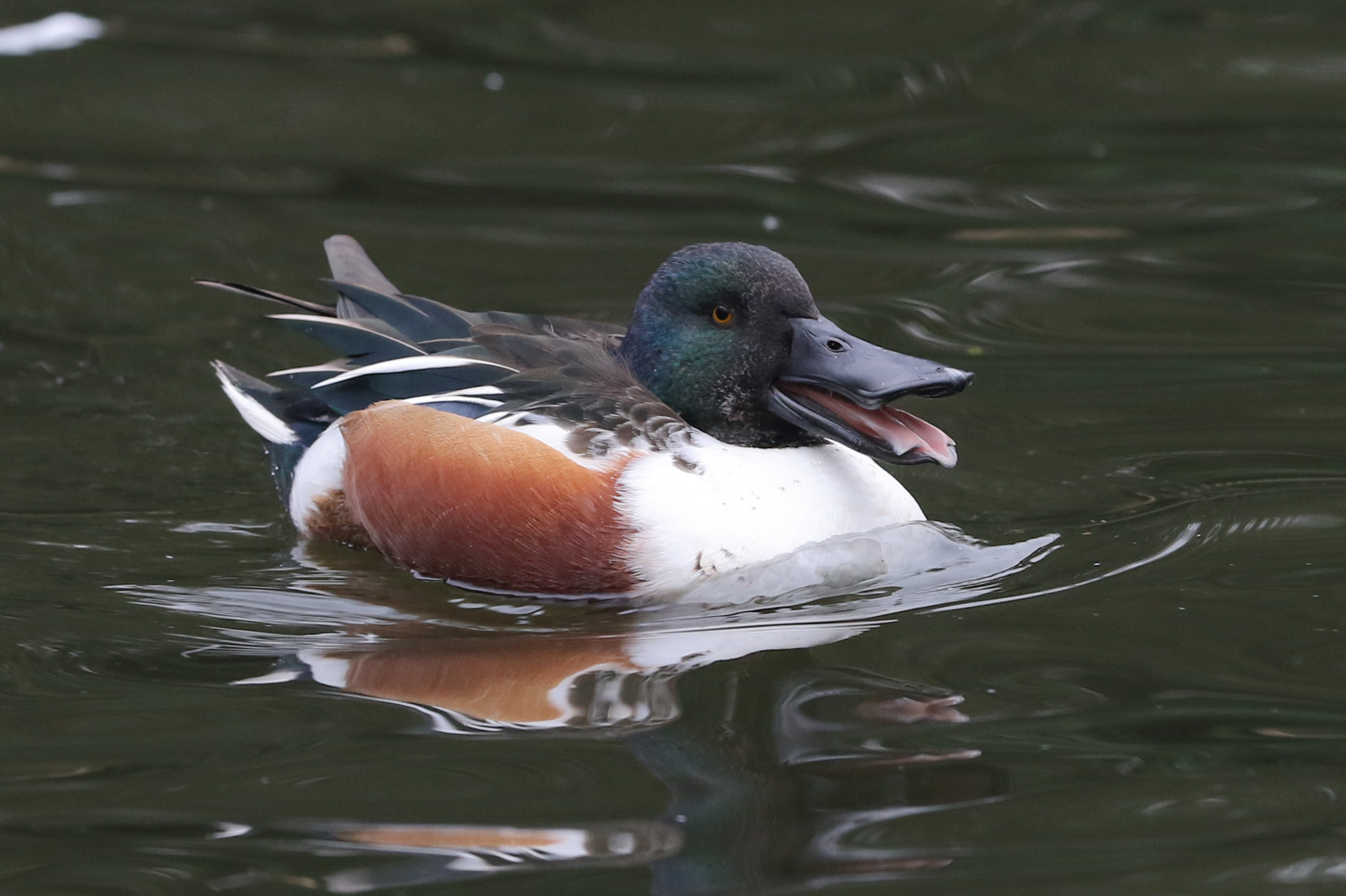 Shoveller Ducks – Paul Brown Photography