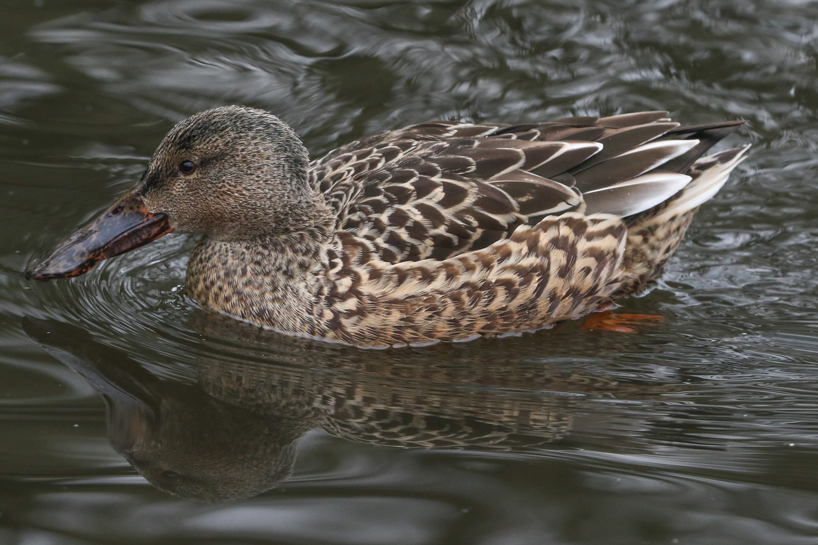 Shoveller Ducks – Paul Brown Photography