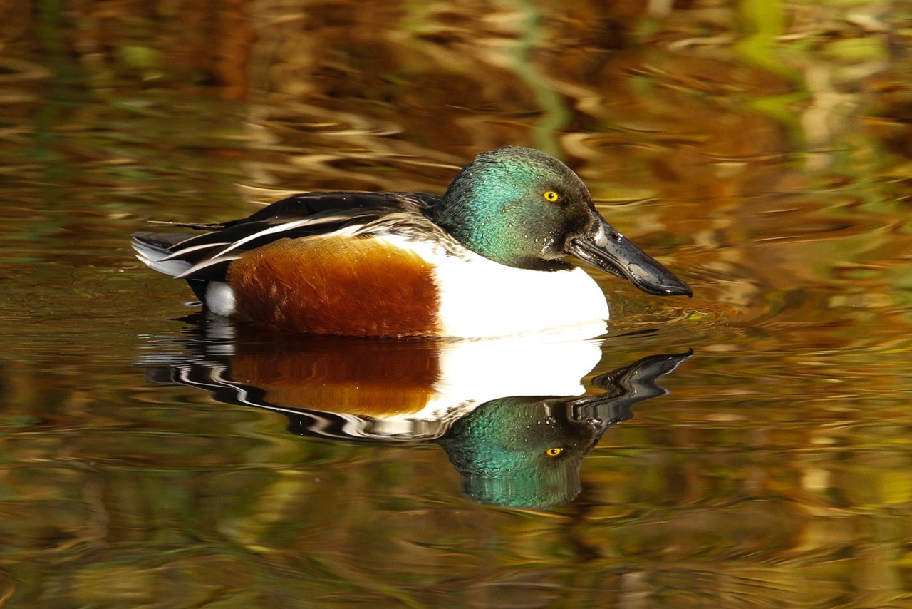 Shoveller Ducks – Paul Brown Photography